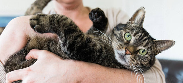 ¿Qué debes evitar al cargar en brazos a tu gato? - Vámonos Pets